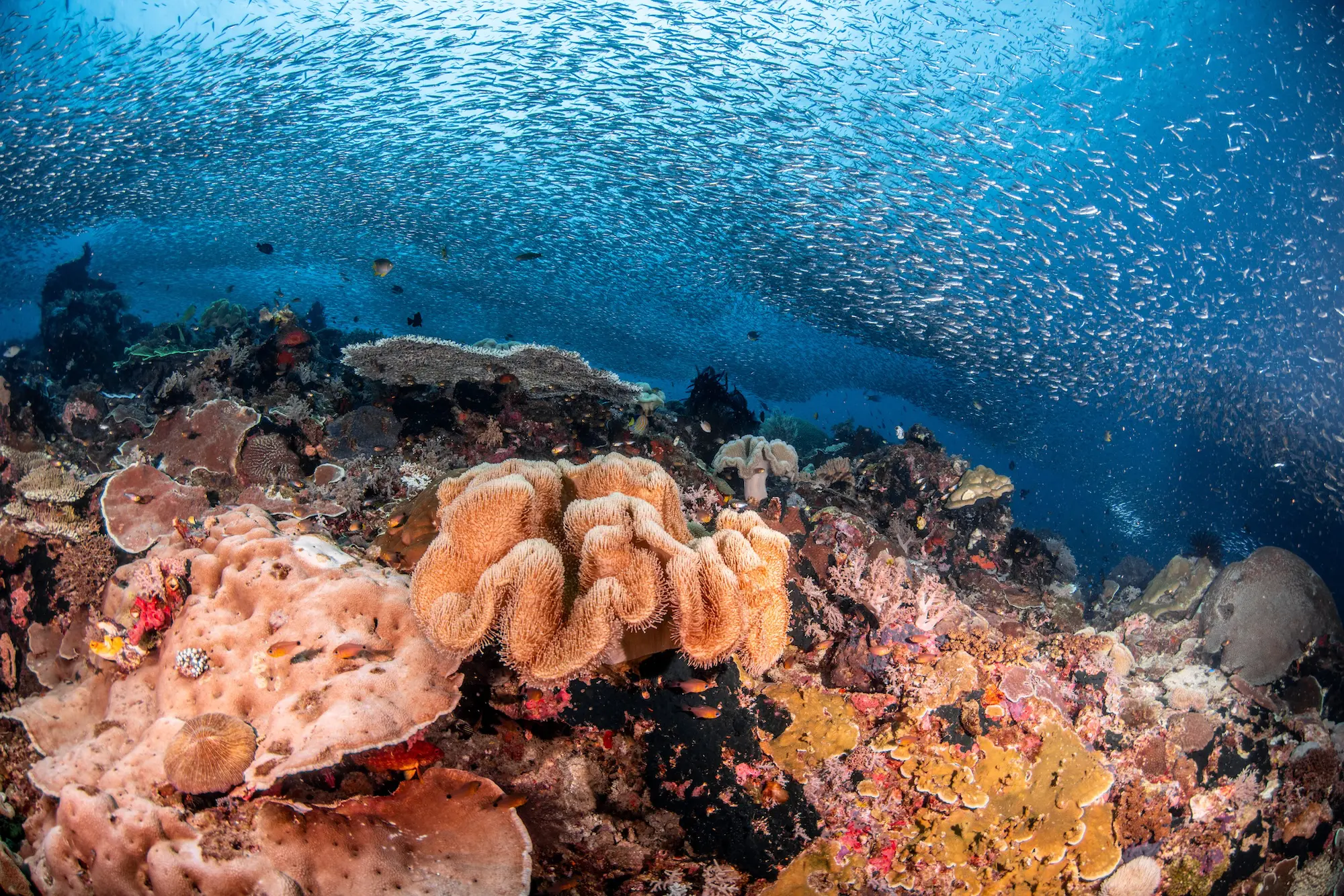 NOW OR NEVER - COLLECTIVE ACTION IS VITAL TO PROTECT CORAL REEFS ...