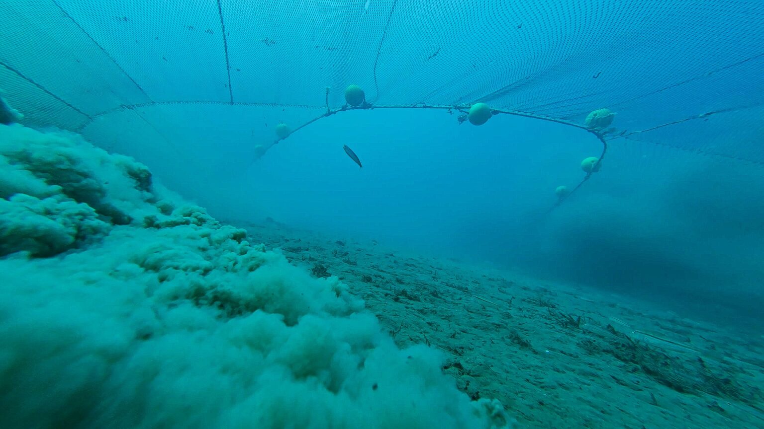 The high cost of bottom trawling in Europe’s protected waters