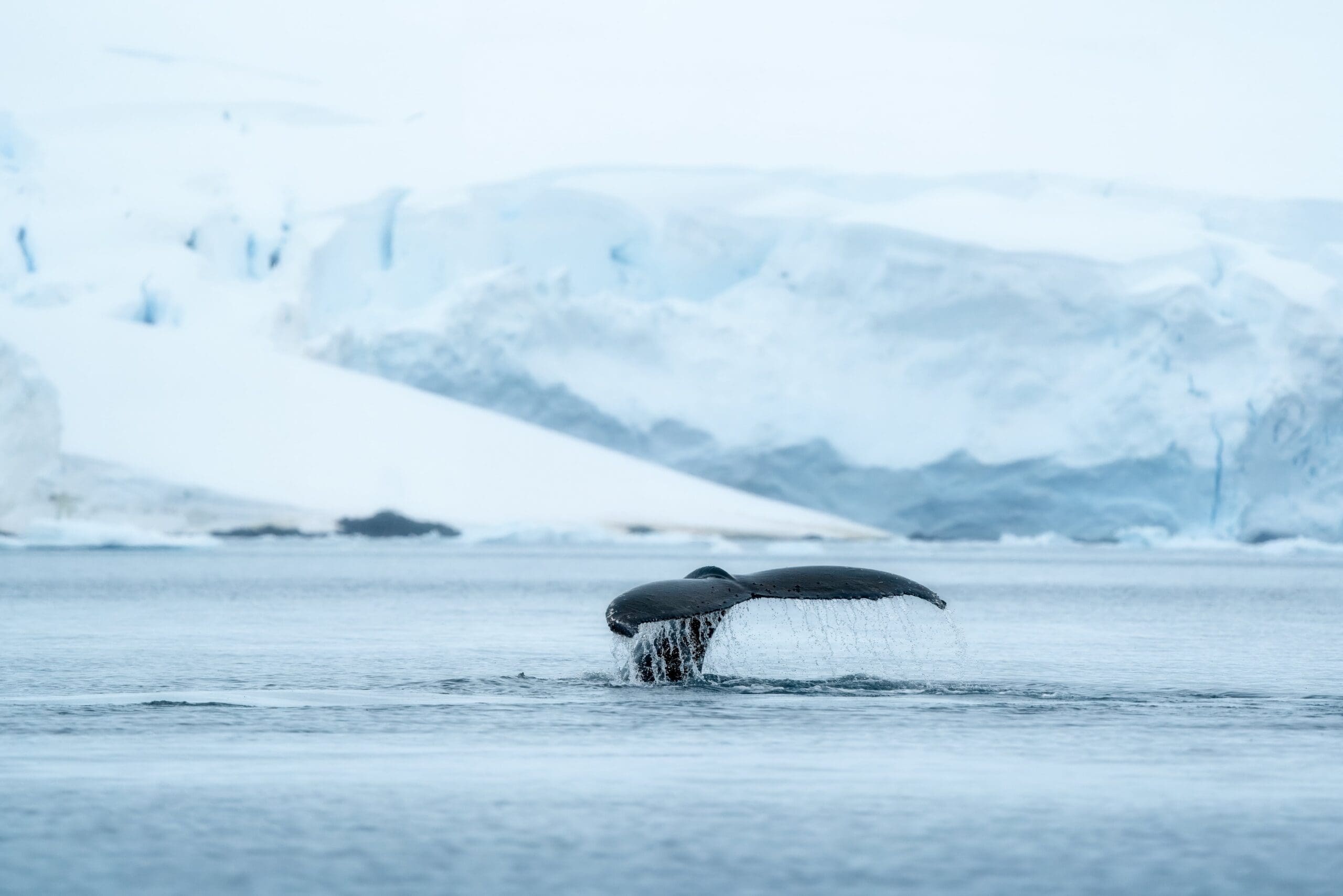Antarctic ecosystems on the line: what CCAMLR 2025 means for the ...